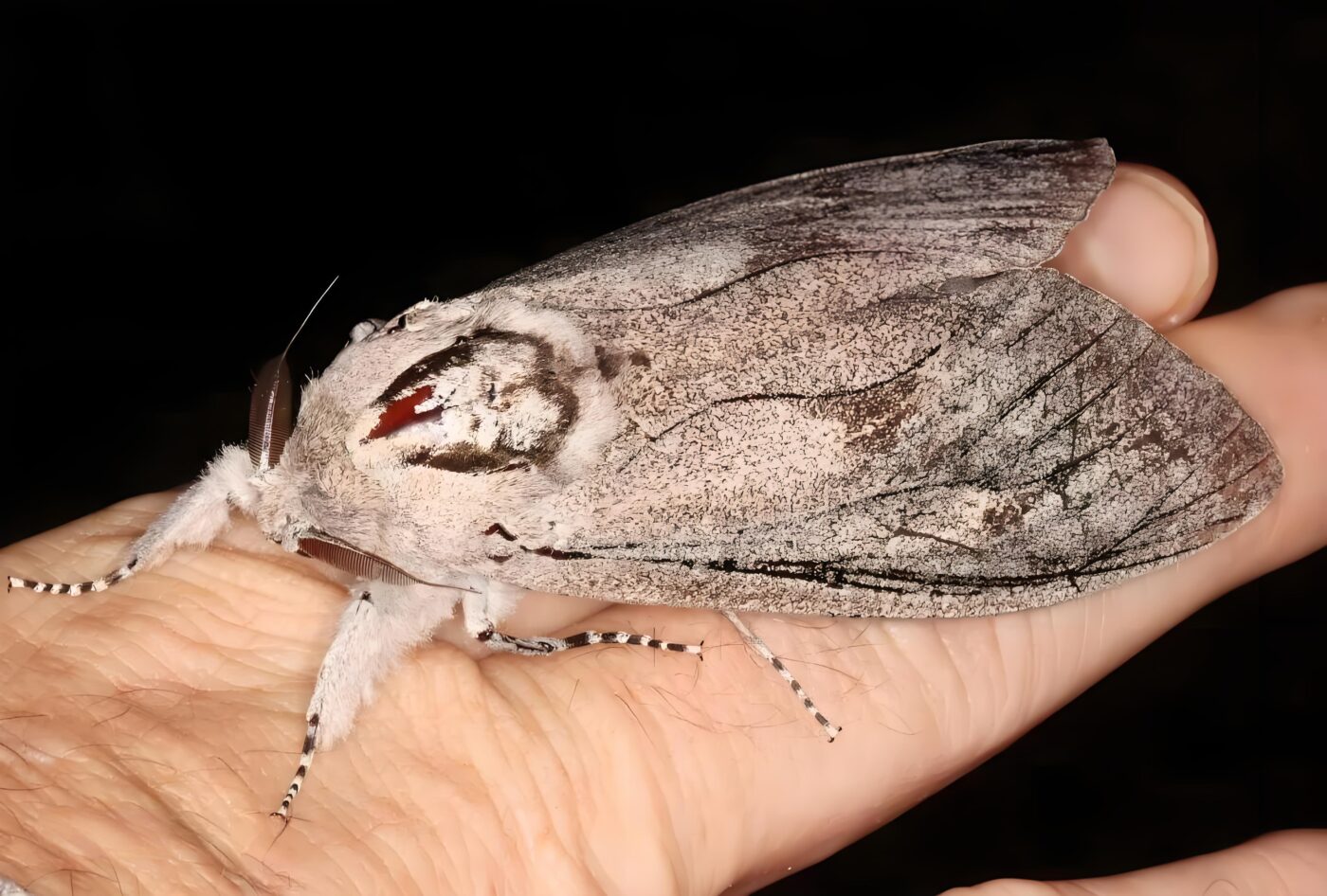 Giant Wood Moth Discovered in Australia – And It’s Edible! - 9pt.com