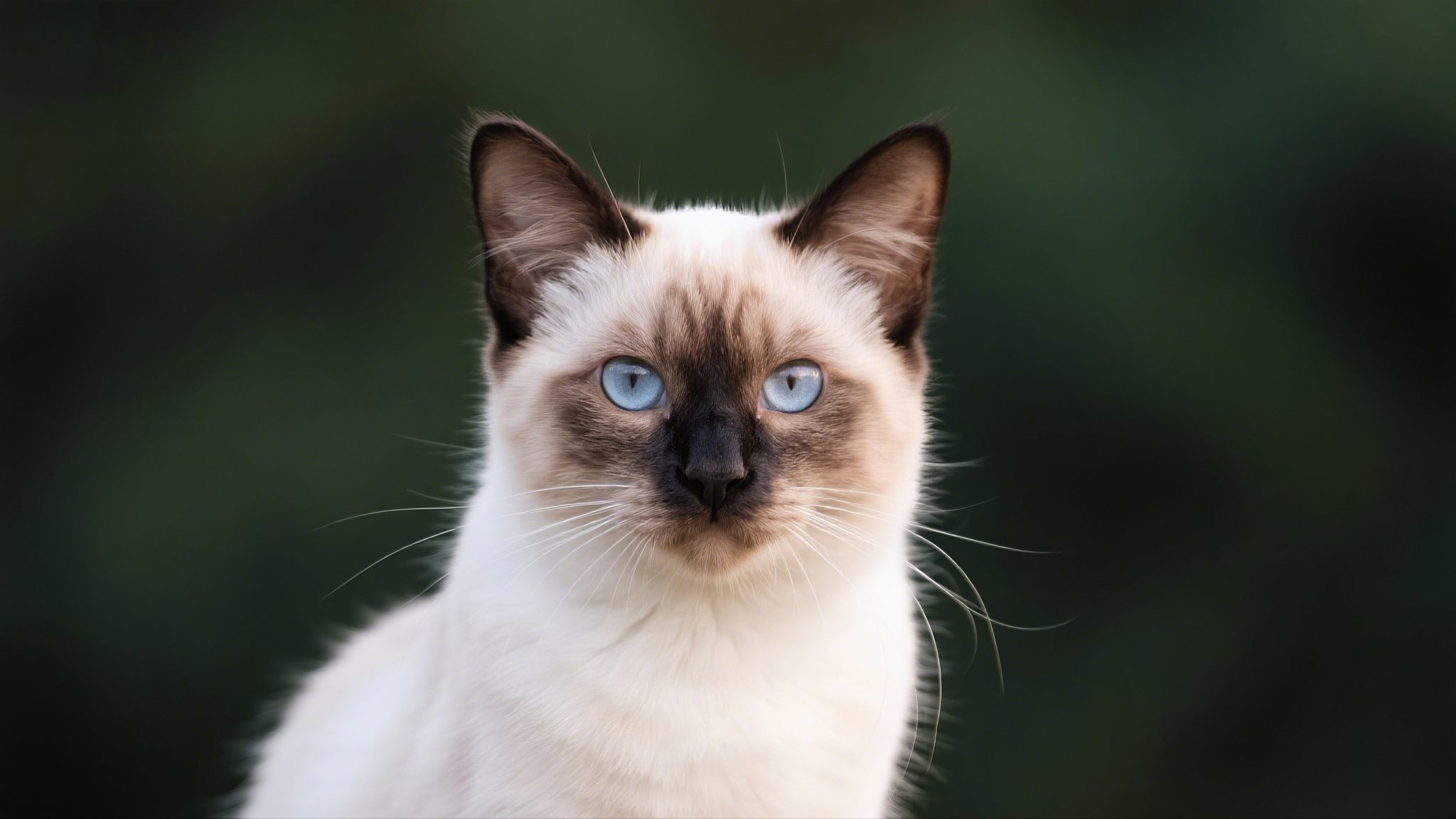 Calmest Cat Breeds: 9 Gentle Cats Perfect for Easygoing Owners
