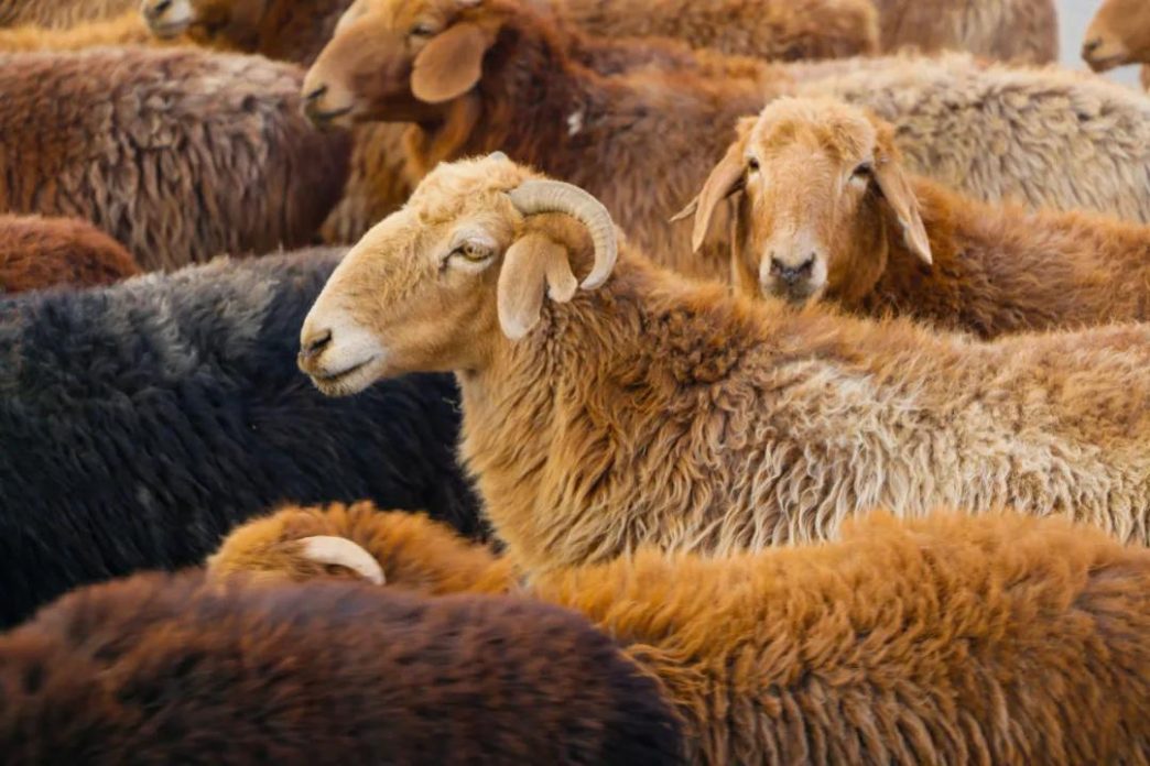 Fat-Tailed Sheep: The Bizarre Breed Behind Your Lamb Dinner - 9pt.com