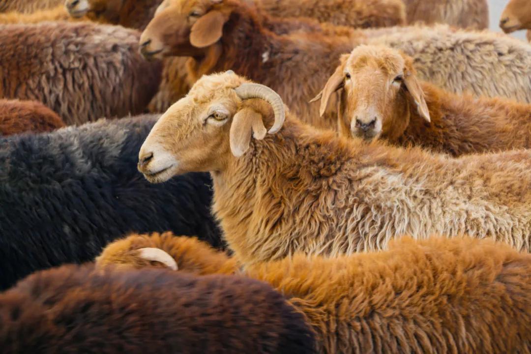 Fat Tailed Sheep The Bizarre Breed Behind Your Lamb Dinner