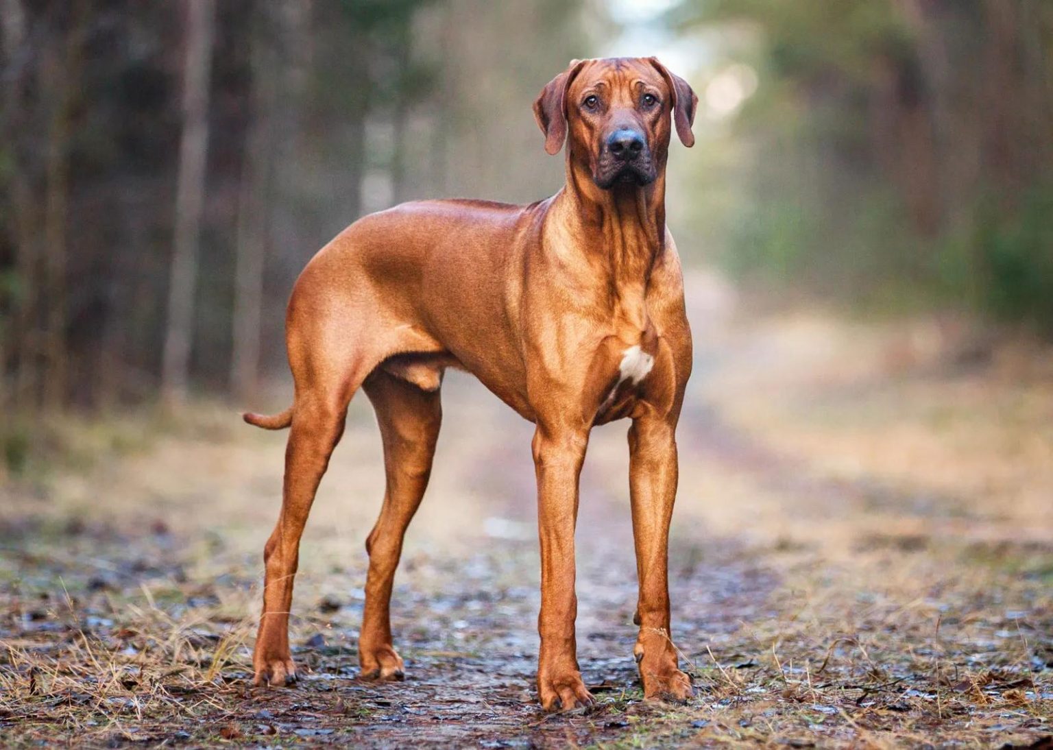Guard Dog Breeds: 10 Powerful Protectors for Home Security