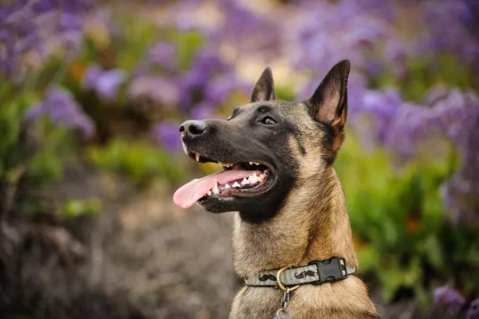 Guard Dog Breeds: 10 Powerful Protectors for Home Security