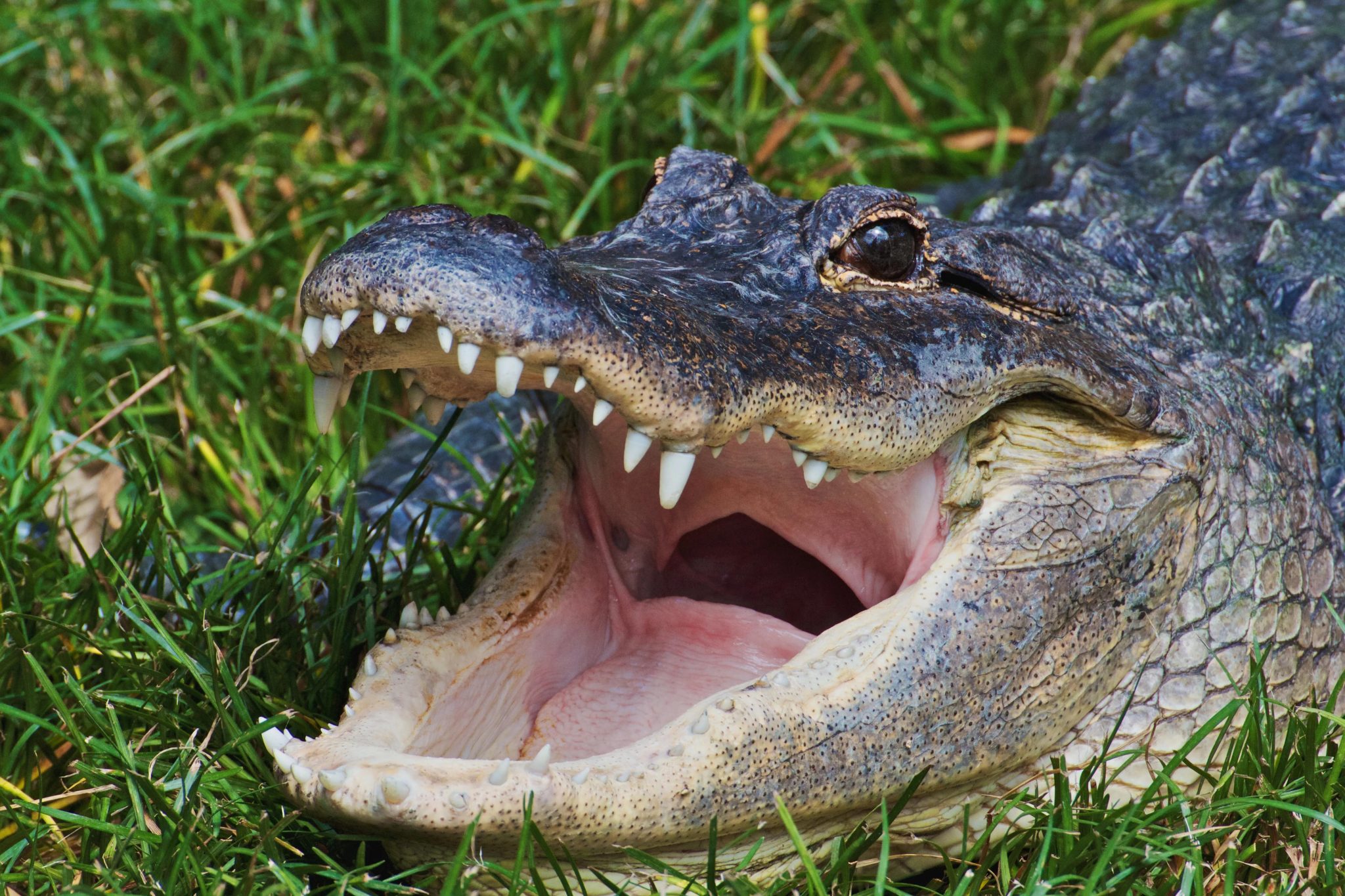 Worst Pets: 10 Wild Animals You Should Never Keep