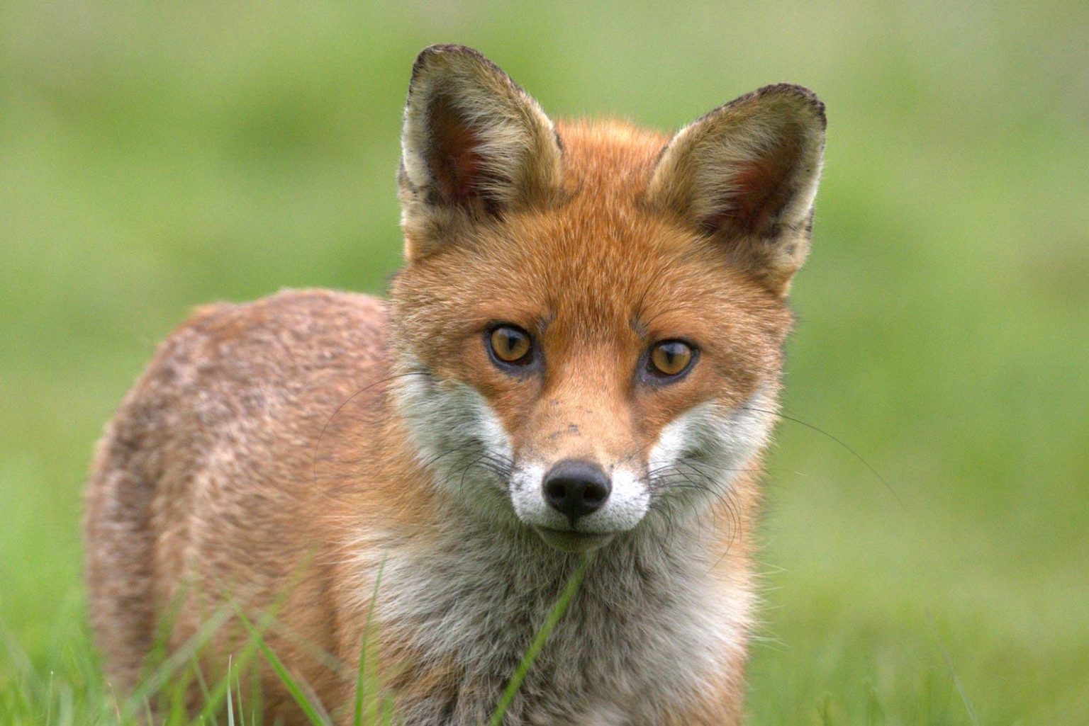 Pet Fox Guide: 10 Species You Won’t Believe Exist